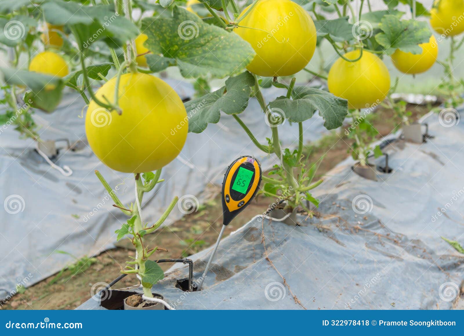 PH Value in Planting Soil in Plastic Cover of Melon Garden Stock Photo ...