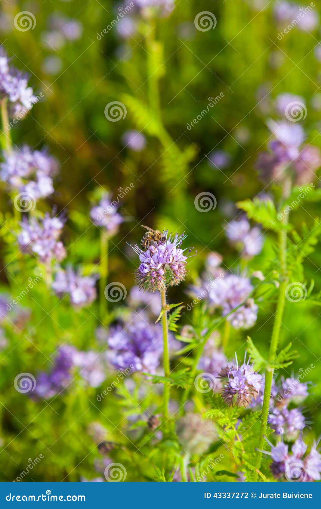 Phacelia stock photo. Image of flower, farm, grow, biology - 43337272