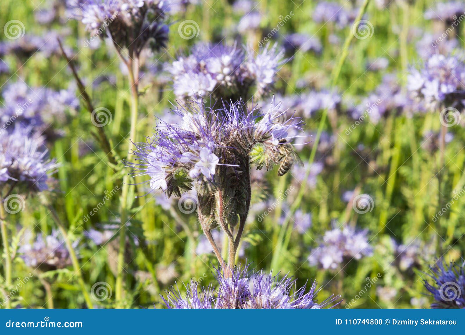 Phacelia-Blume mit Biene stockfoto. Bild von sammeln - 110749800