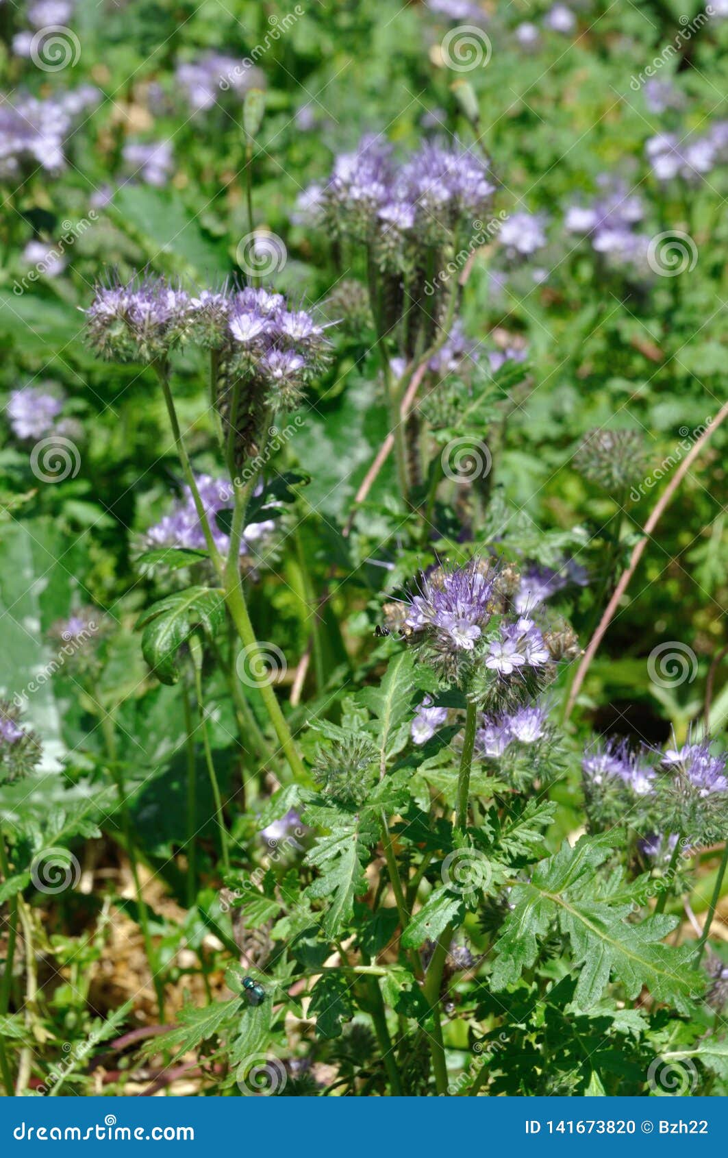 Phacelia field stock photo. Image of outdoors, brittany - 141673820