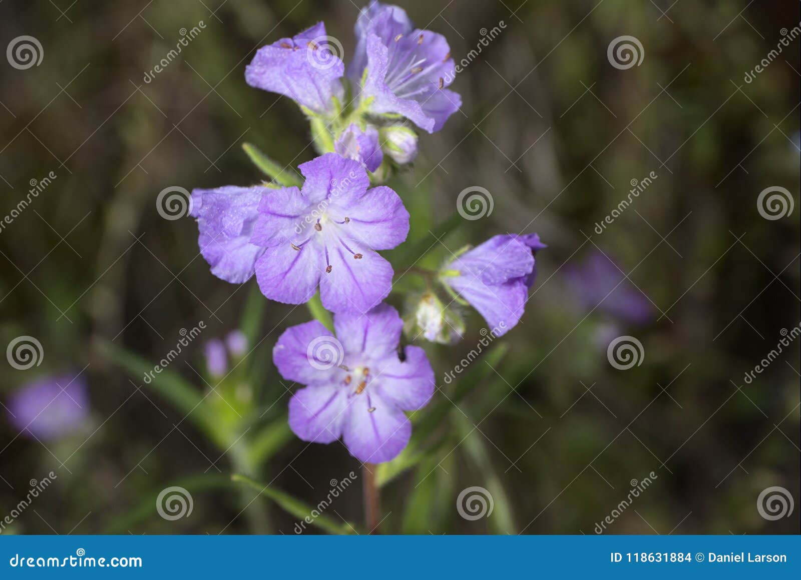 Phacelia linearis stock photo. Image of plant, blossom - 118631884
