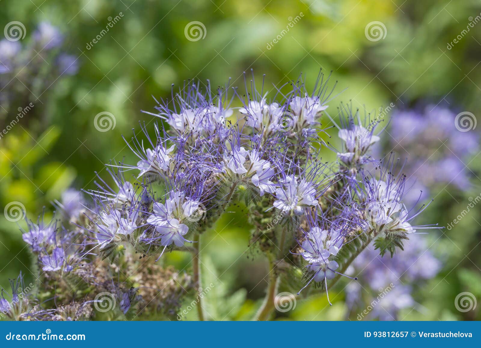 Phacelia Tanacetifolia - Honey Plant for Bees Stock Image - Image of ...