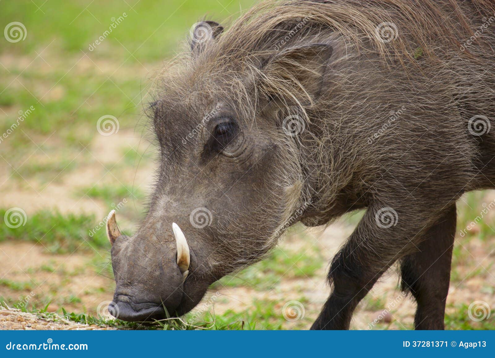 Phacochère image stock. Image du normal, nationale, fermer - 37281371