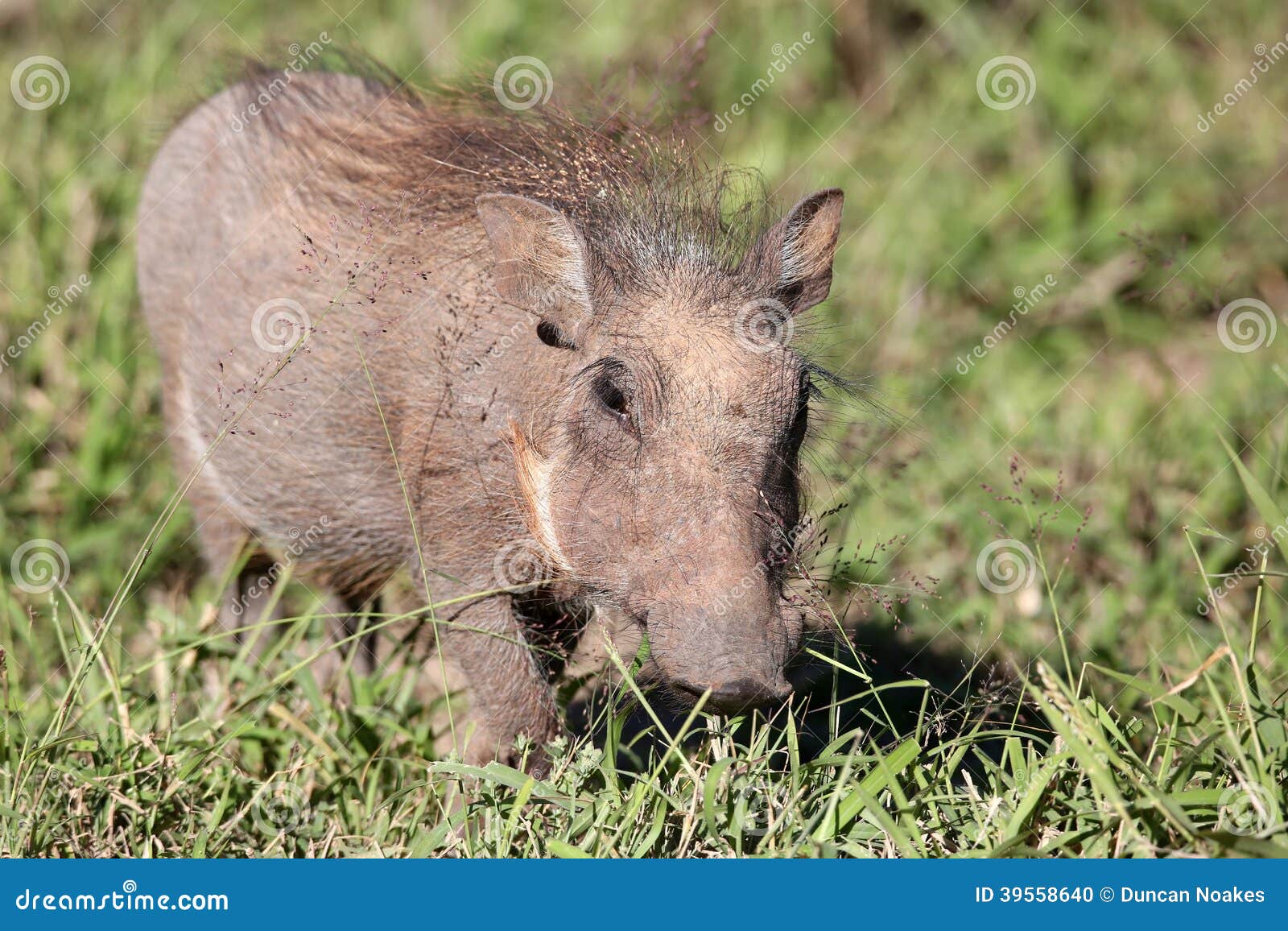 Phacochère De Bébé Photo stock - Image: 39558640