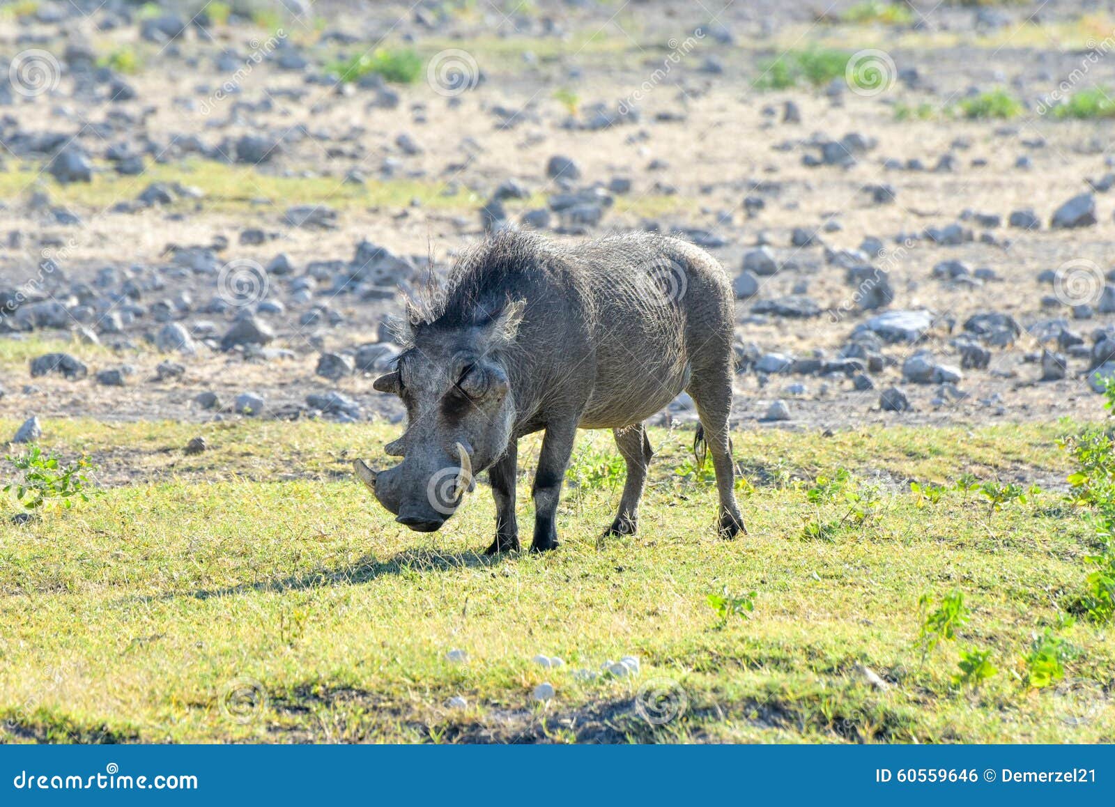 Phacochère - Etosha, Namibie Photo stock - Image du gibier, chaud: 60559646