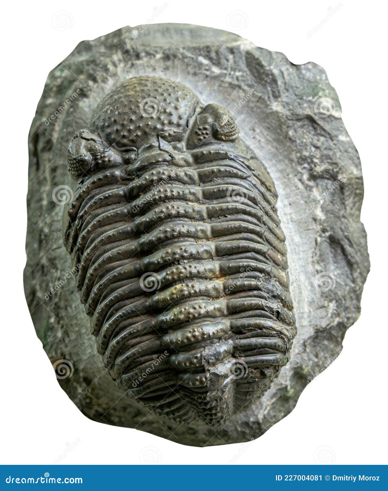 Phacops Rana Eldredgeops Rana Stock Image - Image of biology, ecology ...