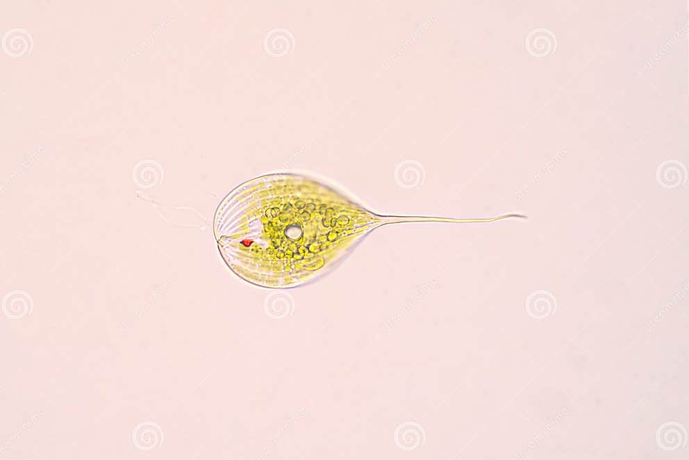 Phacus Est Un Unicellulaire Du Phylum Euglenozoa Sous Le Microscope Image stock - Image du ...