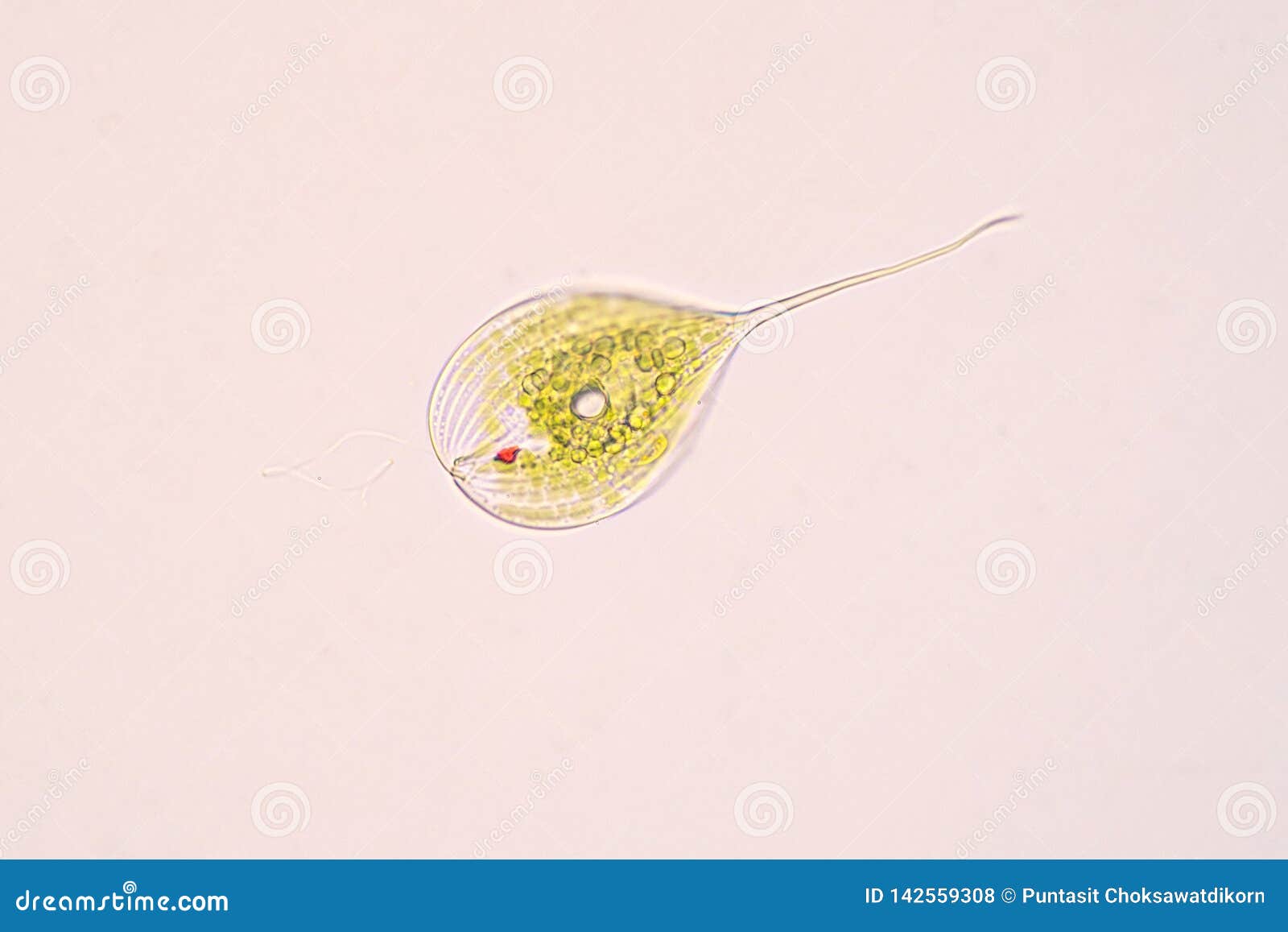 Phacus is a Unicellular of the Phylum Euglenozoa Under the Microscope ...