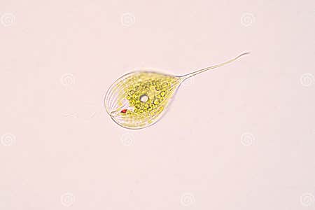 Phacus is a Unicellular of the Phylum Euglenozoa Under the Microscope Stock Photo - Image of ...