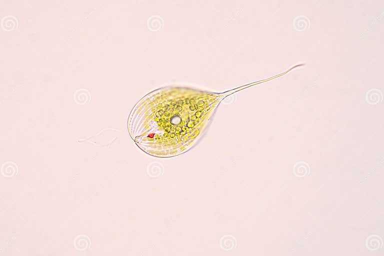 Phacus is a Unicellular of the Phylum Euglenozoa Under the Microscope Stock Photo - Image of ...