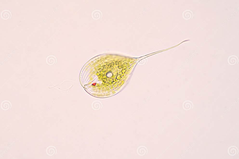Phacus is a Unicellular of the Phylum Euglenozoa Under the Microscope Stock Photo - Image of ...