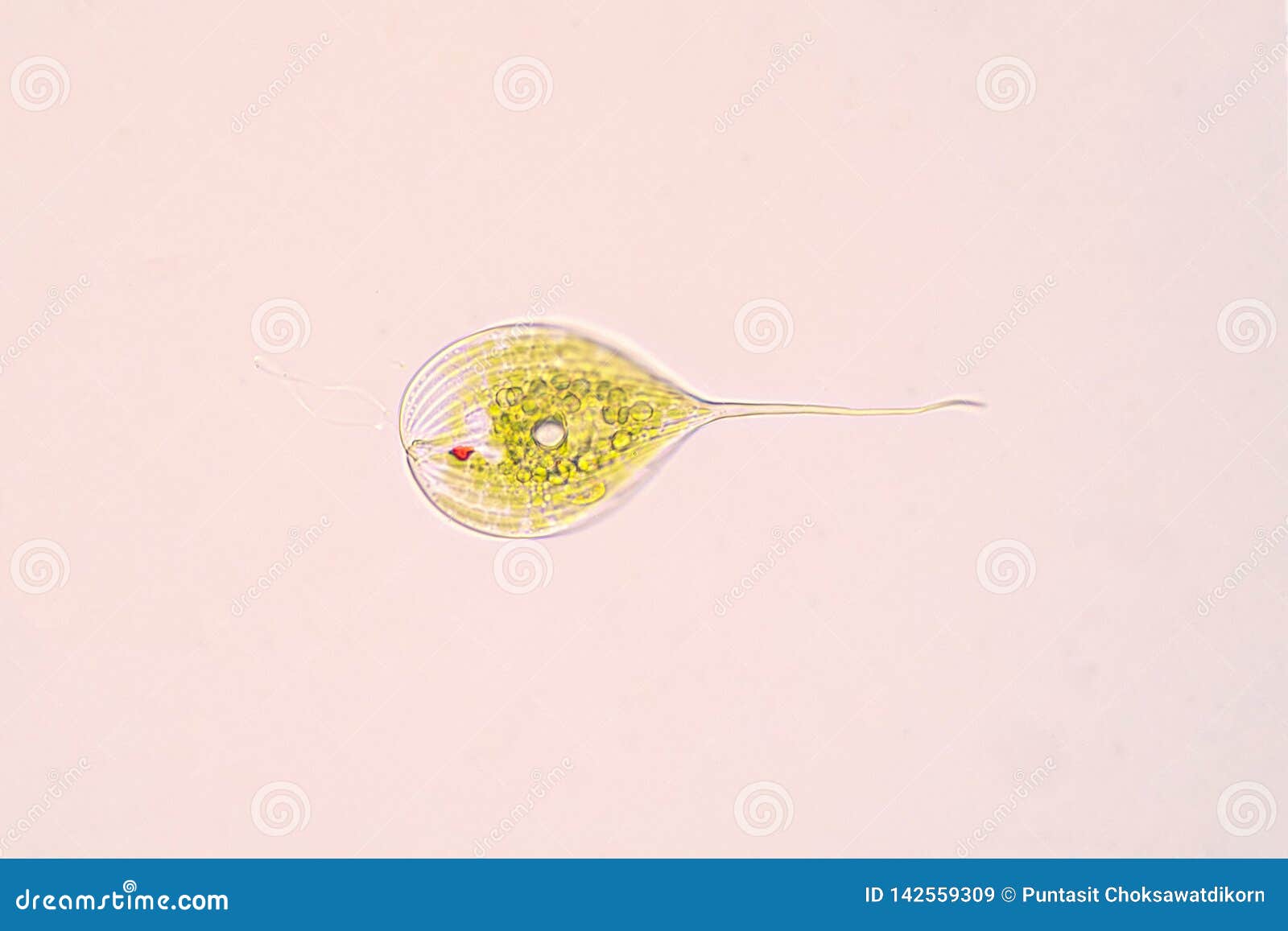 Phacus is a Unicellular of the Phylum Euglenozoa Under the Microscope ...