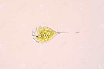 Phacus is a Unicellular of the Phylum Euglenozoa Under the Microscope Stock Image - Image of ...