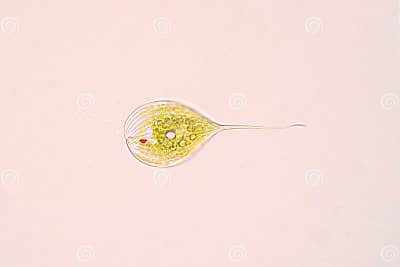 Phacus is a Unicellular of the Phylum Euglenozoa Under the Microscope Stock Image - Image of ...