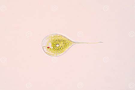 Phacus is a Unicellular of the Phylum Euglenozoa Under the Microscope Stock Image - Image of ...