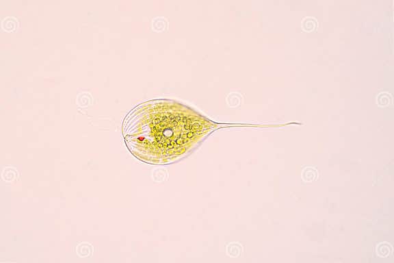Phacus is a Unicellular of the Phylum Euglenozoa Under the Microscope Stock Image - Image of ...