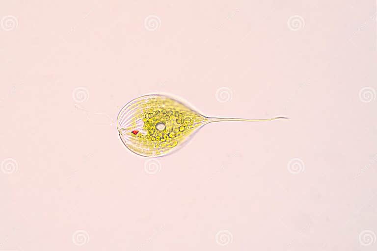 Phacus is a Unicellular of the Phylum Euglenozoa Under the Microscope Stock Image - Image of ...