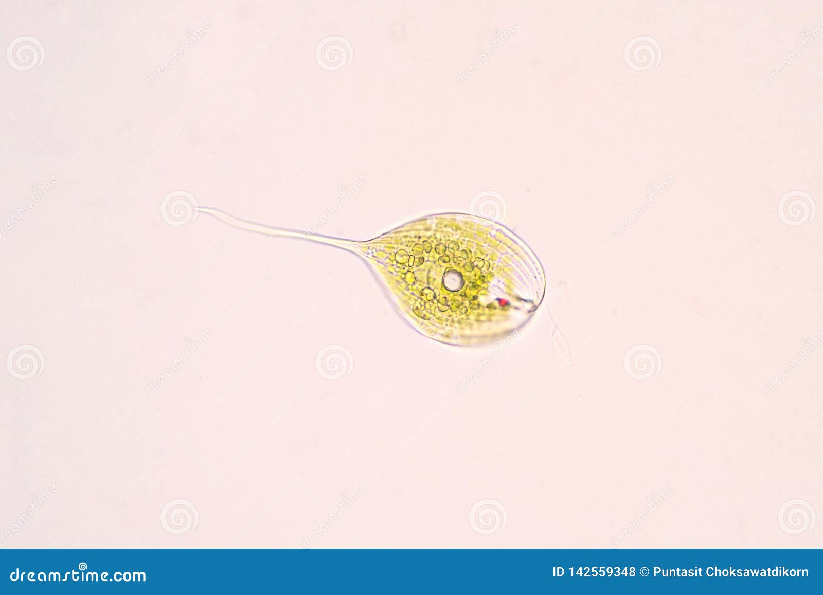 Phacus is a Unicellular of the Phylum Euglenozoa Under the Microscope ...