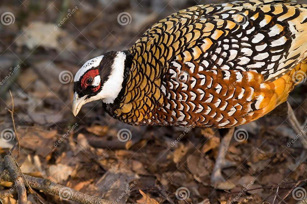 Phaesant royal stock photo. Image of plumage, country - 2209326
