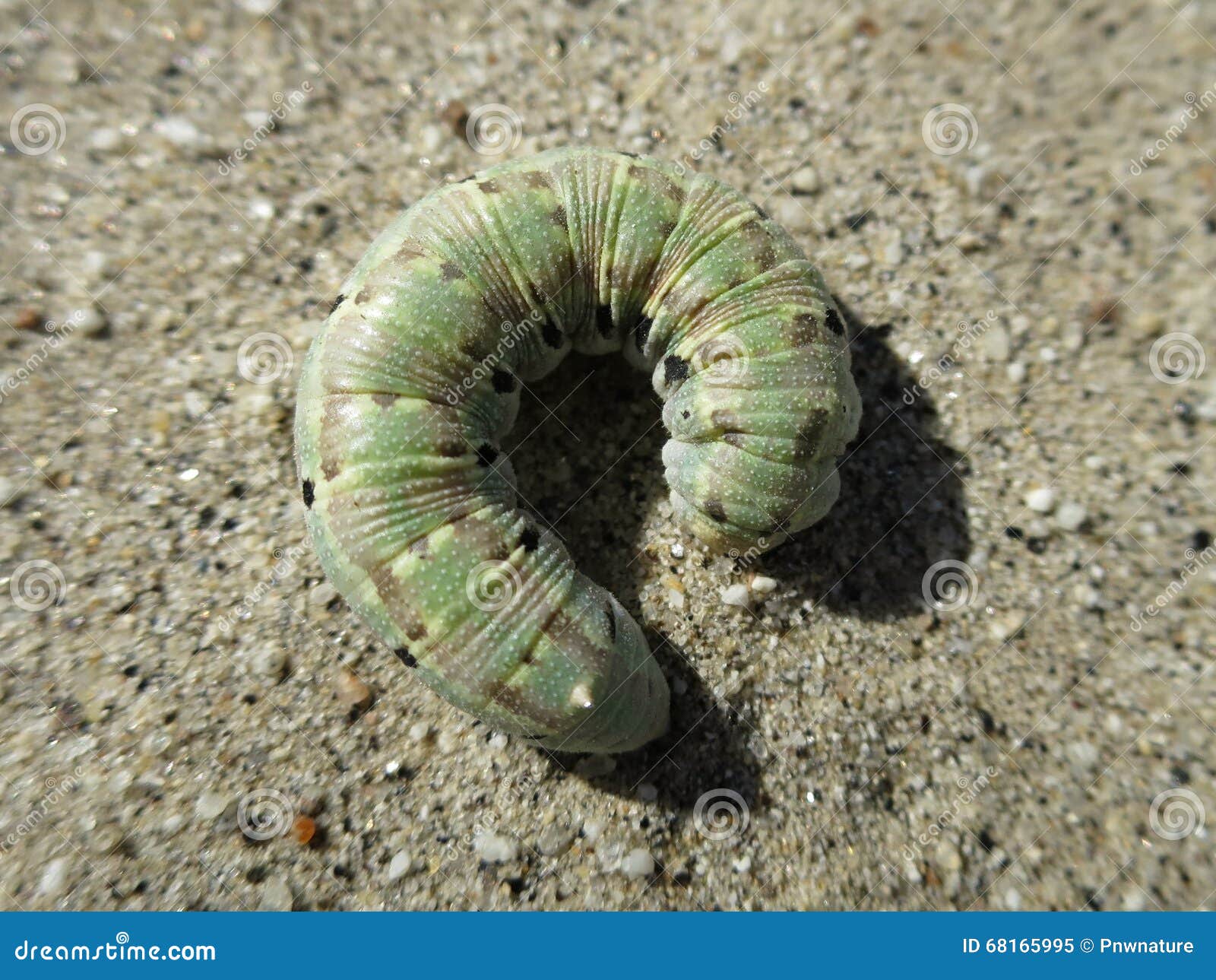 Phaeton Primrose Sphinx Larvae Stock Image - Image of euproserpinus ...