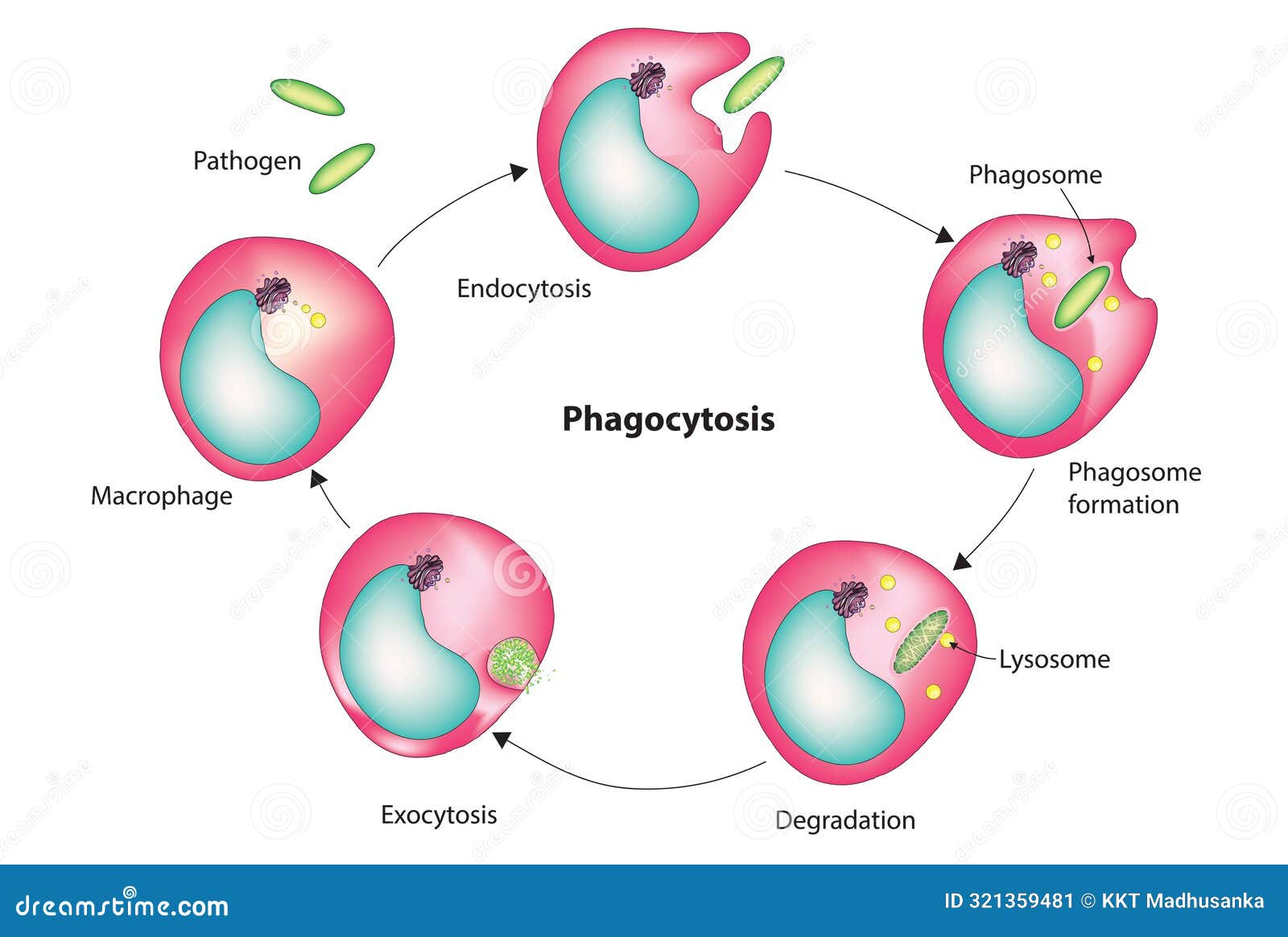 Phagocytosis stock vector. Illustration of biological - 321359481