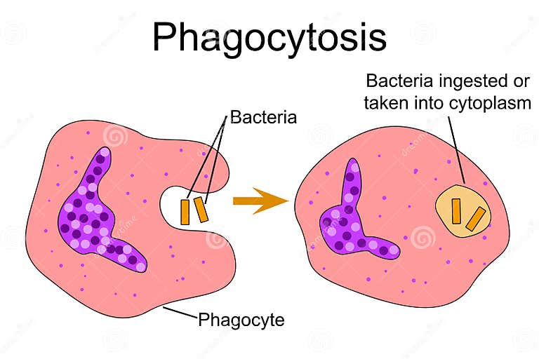 Phagocytosis, Engulfing Foreign Particles by White Blood Cells Stock ... Phagocytosis, Engulfing Foreign Particles by White Blood Cells Stock ...