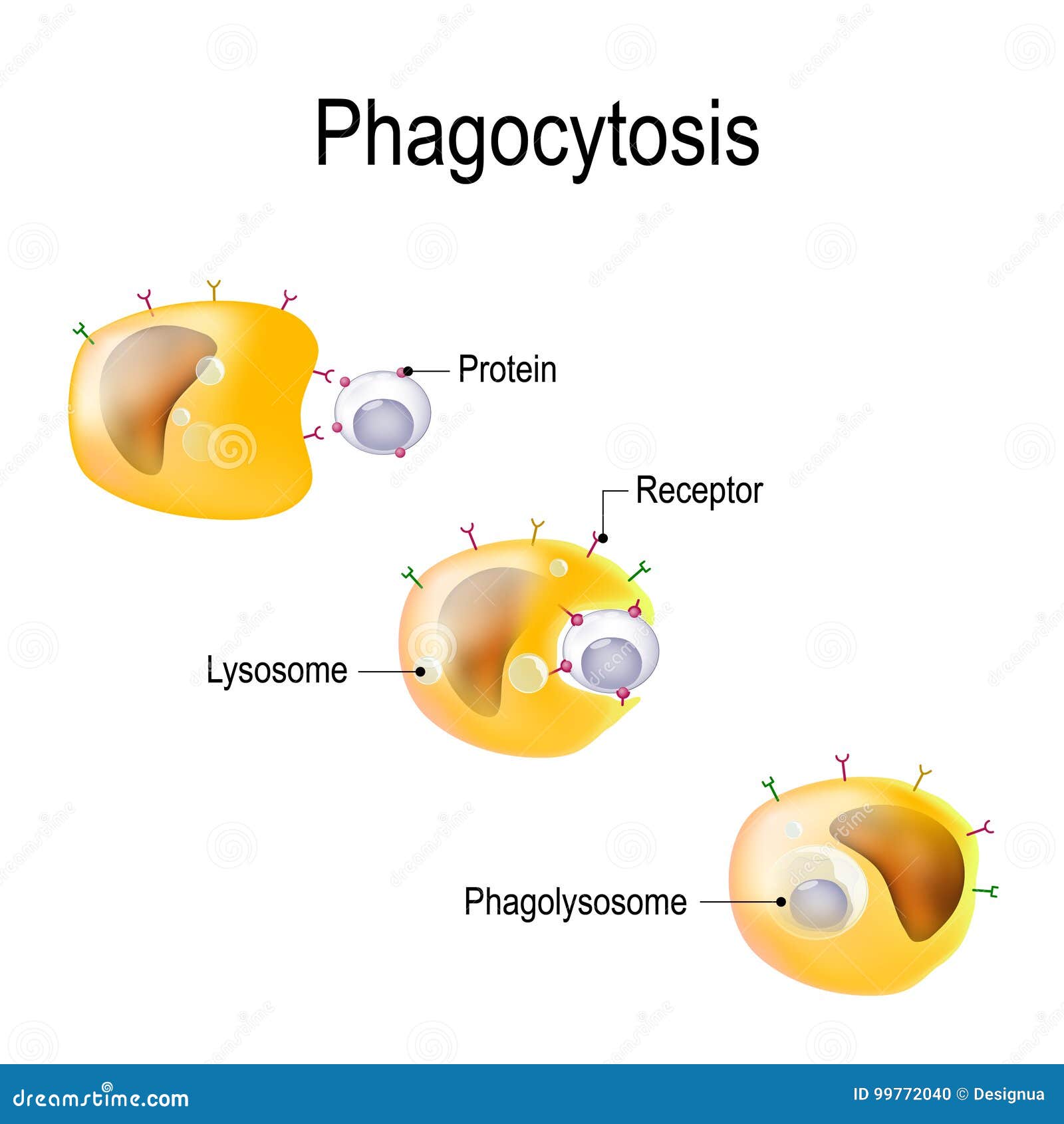 Phagocytosis stock vector. Illustration of leukocyte - 99772040