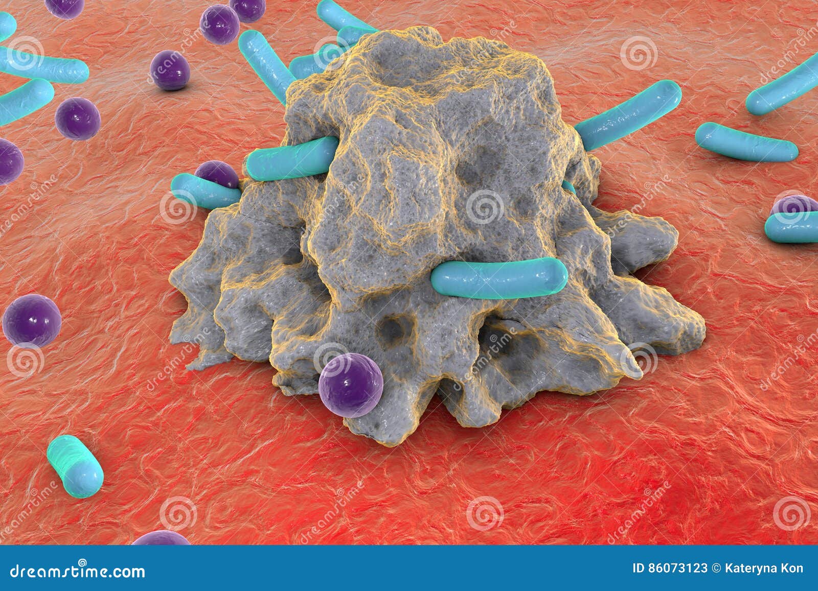 Phagocytosis. Macrophage Engulfing Bacteria of Different Shapes Stock ...