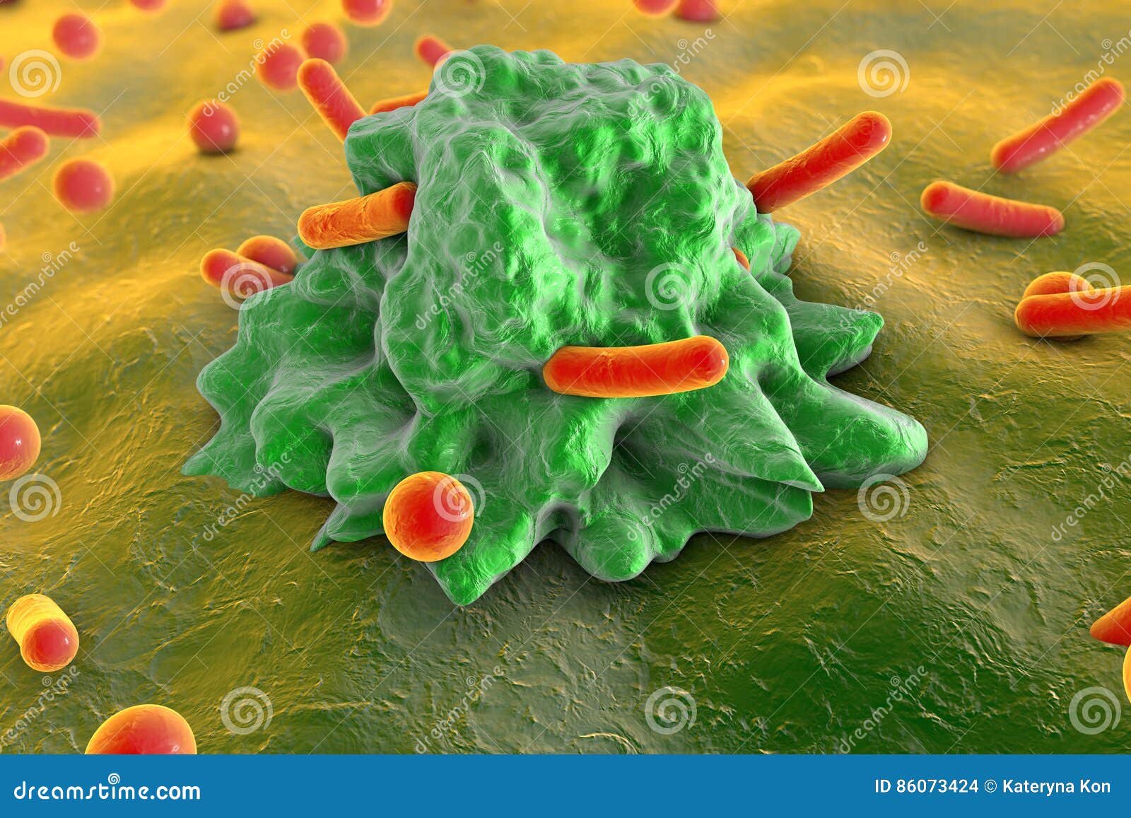 Phagocytosis. Macrophage Engulfing Bacteria of Different Shapes Stock ... Phagocytosis. Macrophage Engulfing Bacteria of Different Shapes Stock ...