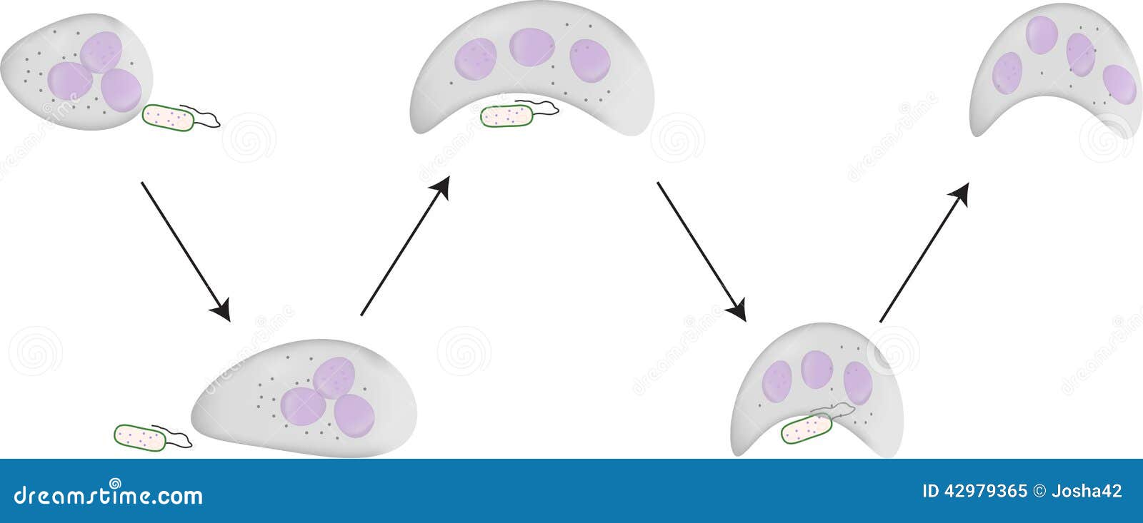 Phagocytosis stock vector. Illustration of phagocyte - 42979365