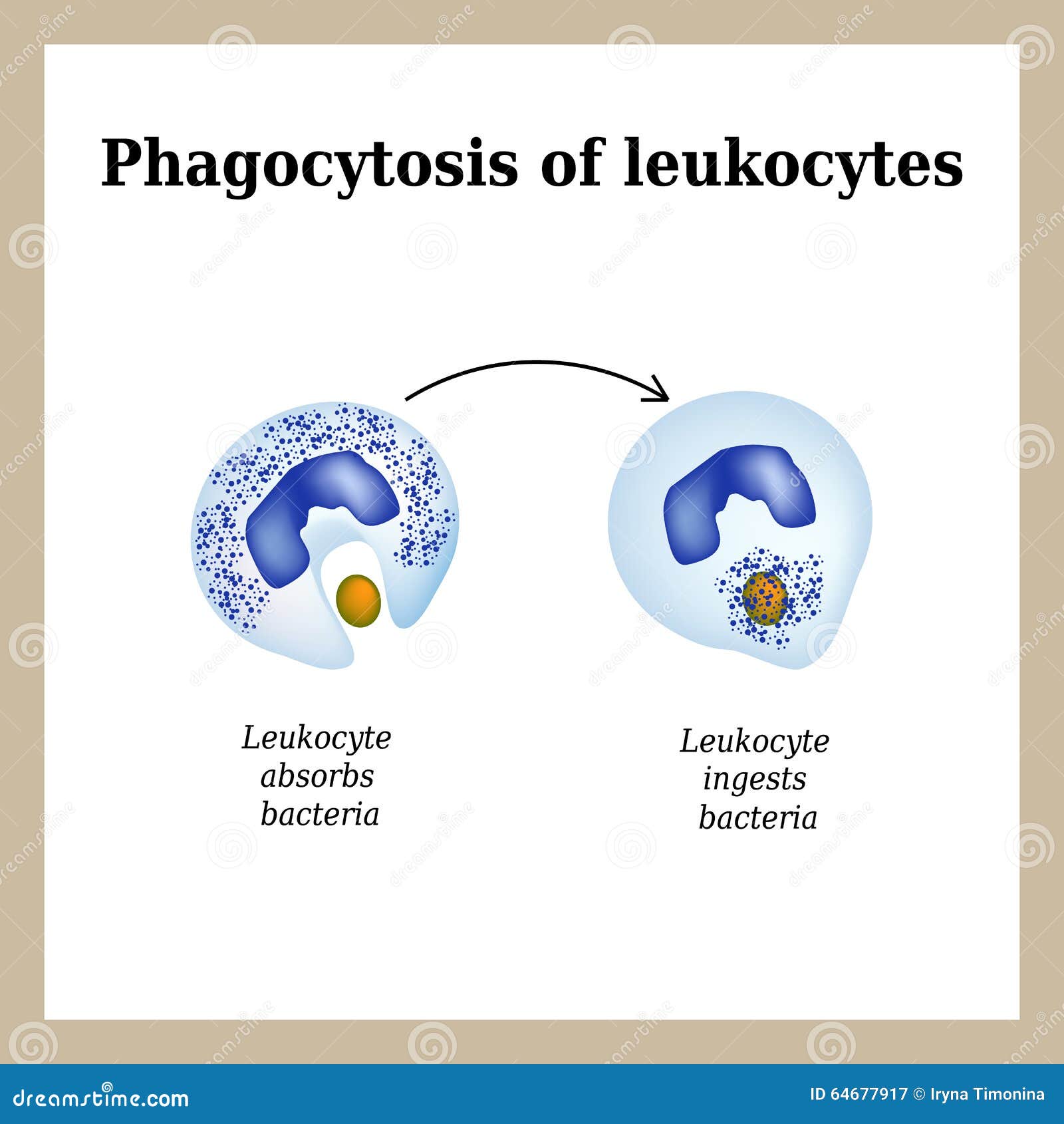 Phagocytosis Process Diagram