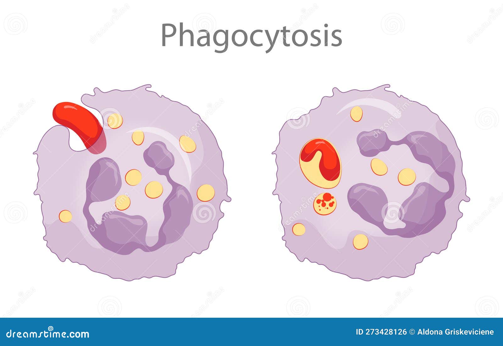 Phagocytosis is the Process in Which a Cell Engulfs a Particle and ...