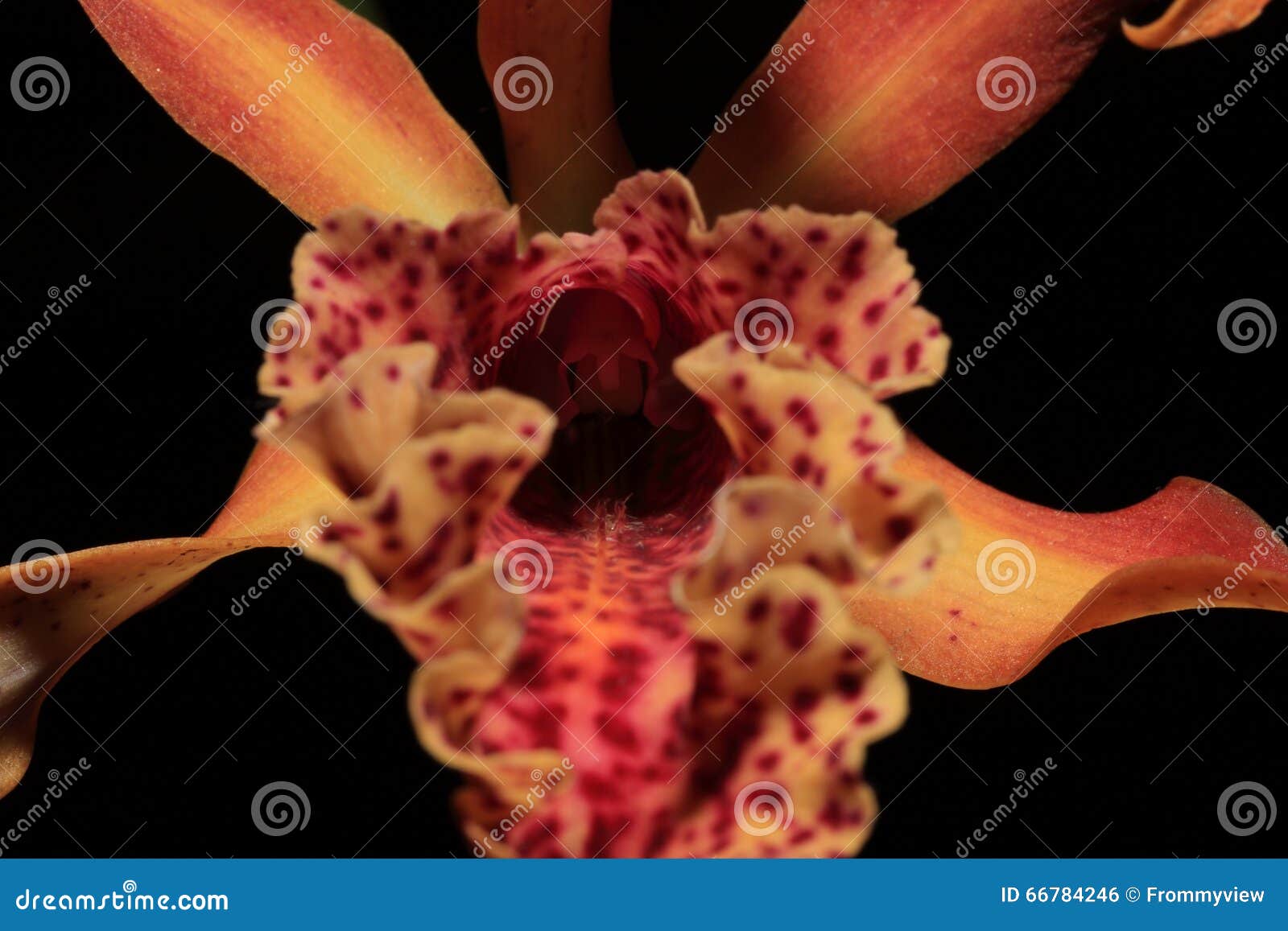 Pharius Stock Photos - Free & Royalty-Free Stock Photos from Dreamstime