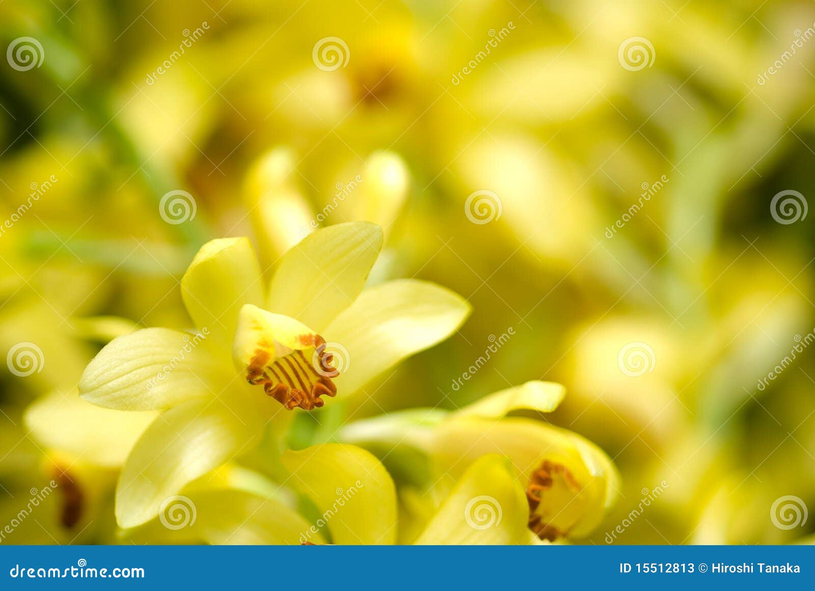 Phaius flavus flower stock image. Image of flowering - 15512813