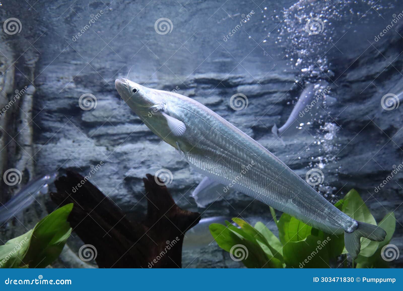 The Phalacronotus Bleekeri Fish in Water Stock Photo - Image of fish ...