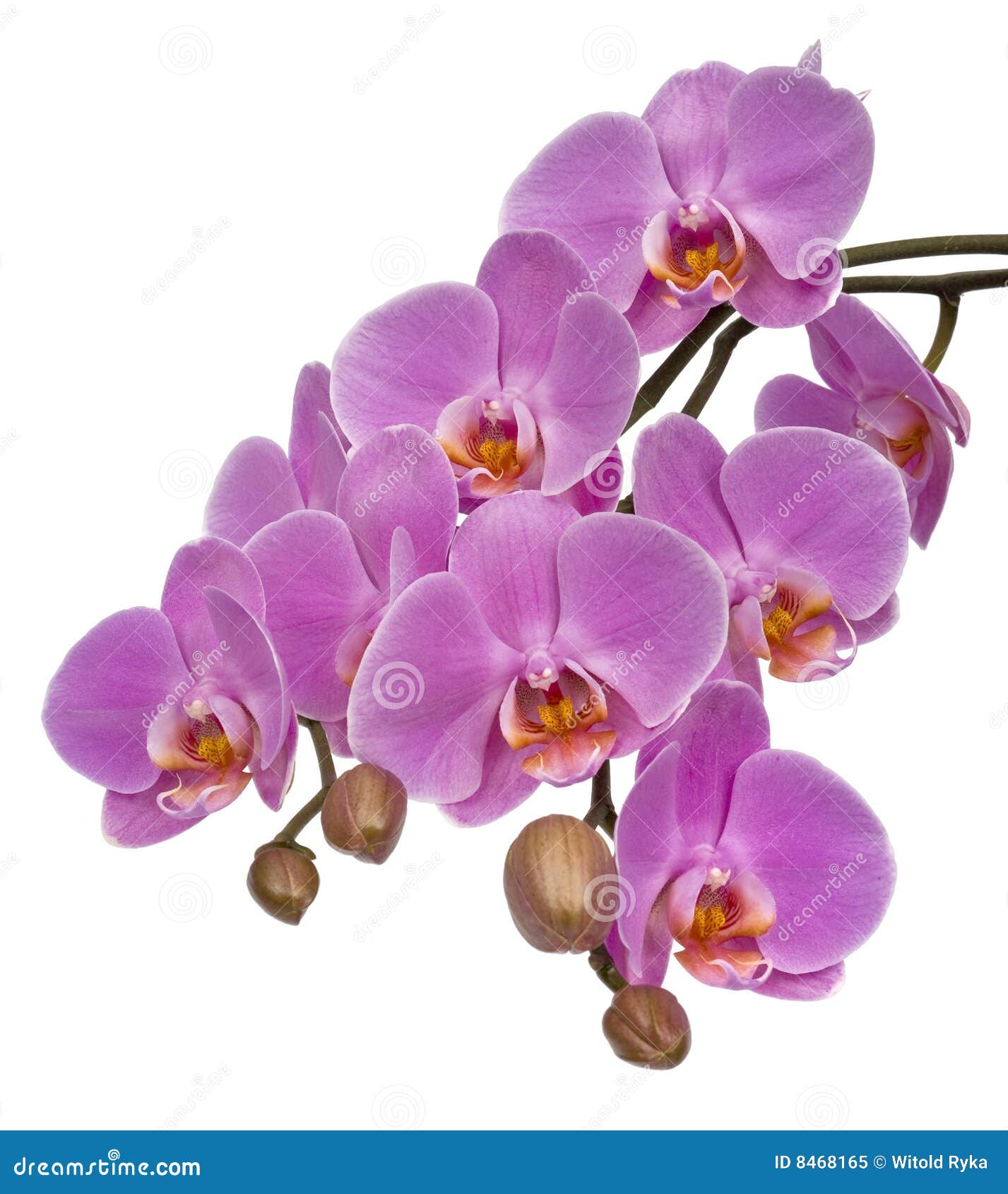 Phalaenopsis image stock. Image du nature, accroissement - 8468165
