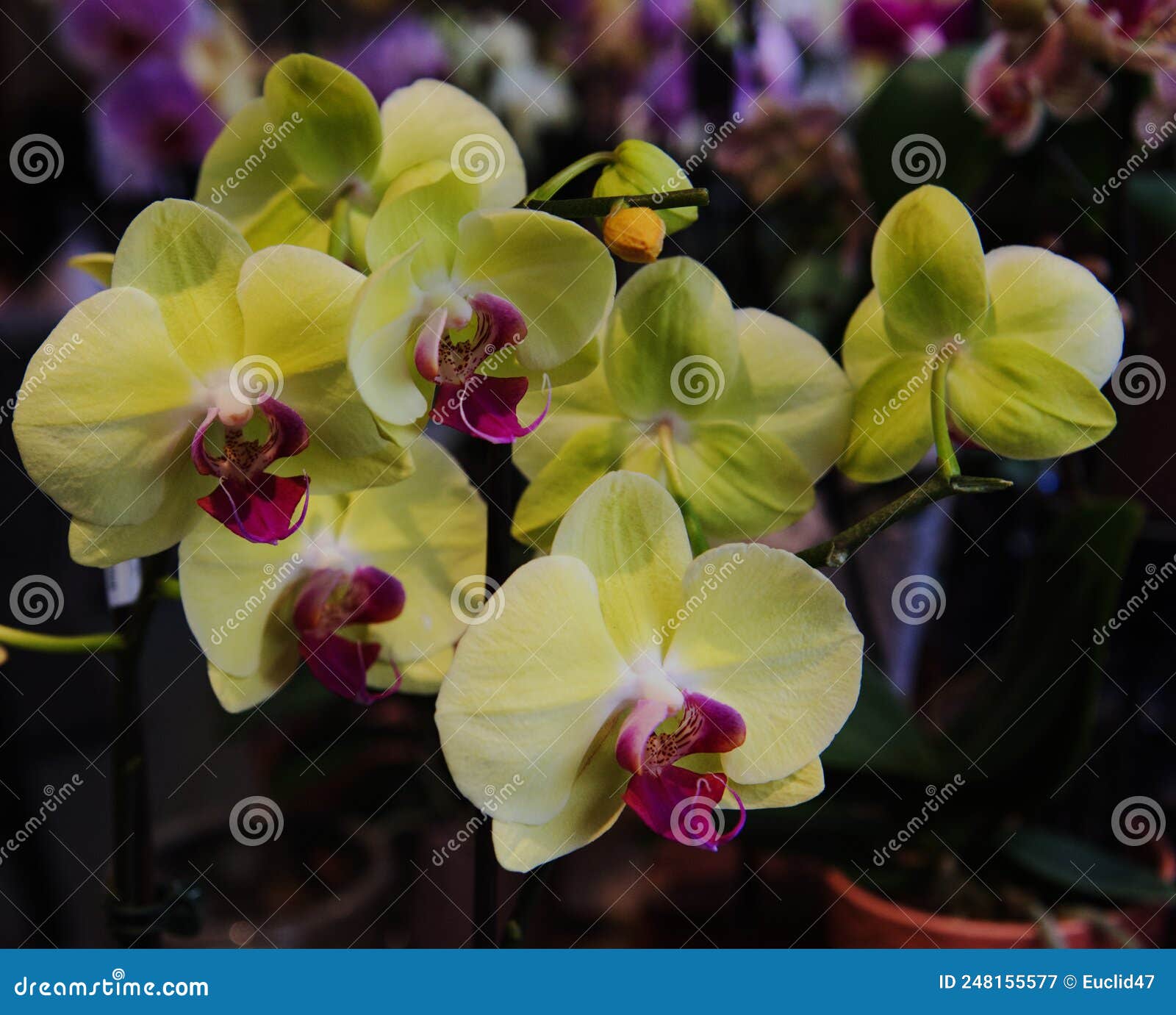 Phalaenopsis amabilis stock image. Image of gardening - 248155577