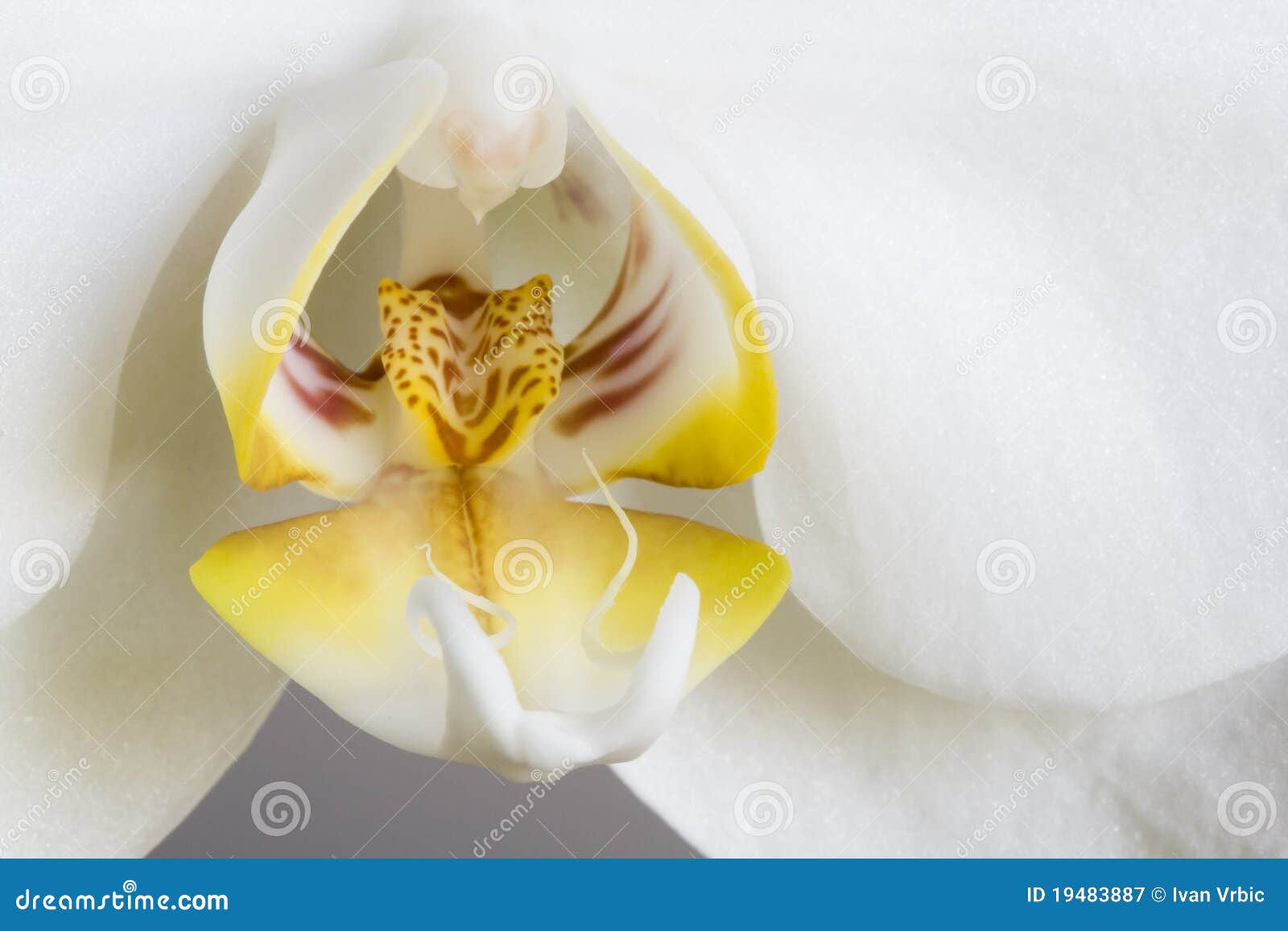 Phalaenopsis aphrodite stock image. Image of white, close - 19483887