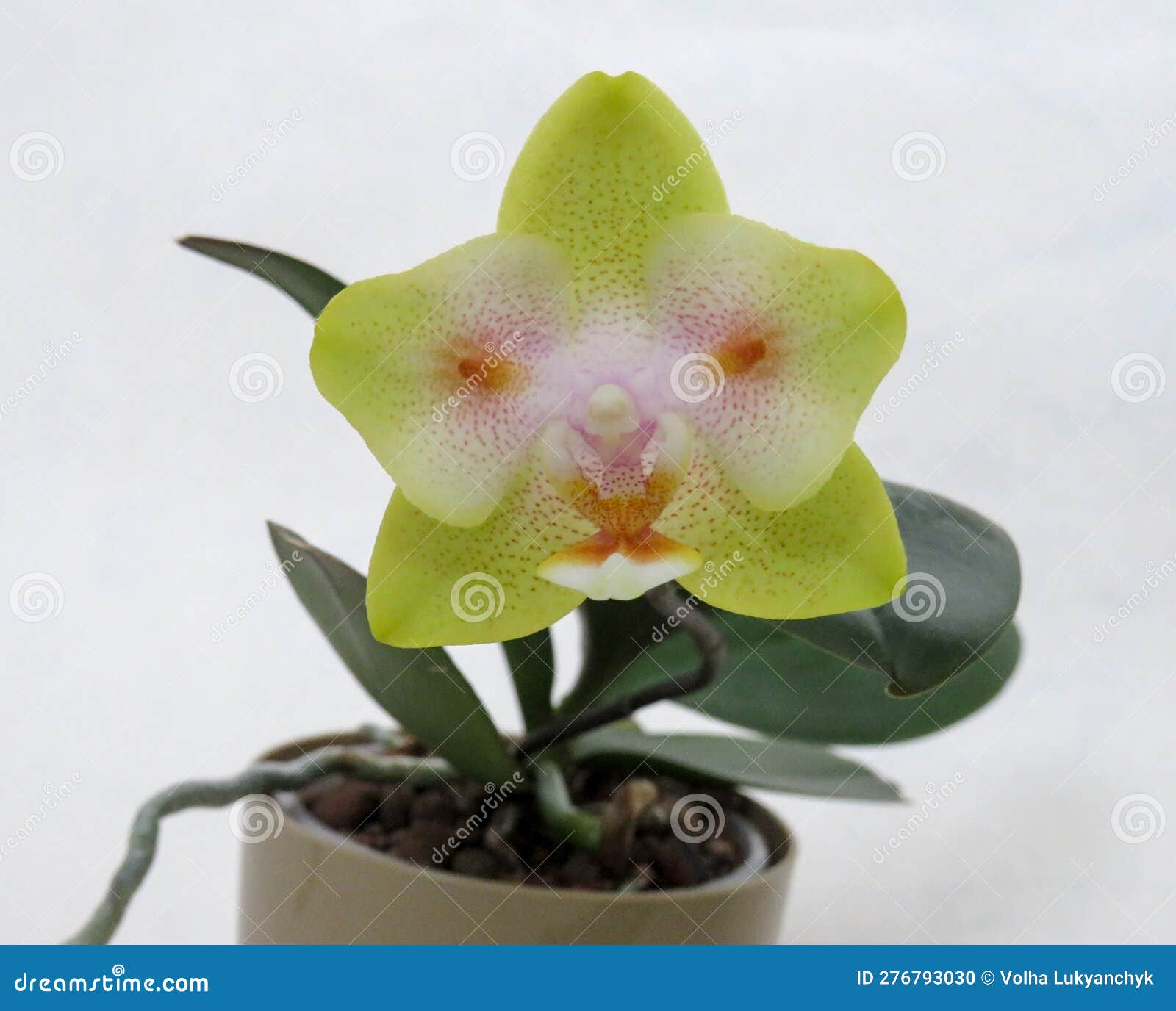 Phalaenopsis Batman in Bloom Stock Photo - Image of decorative, color ...