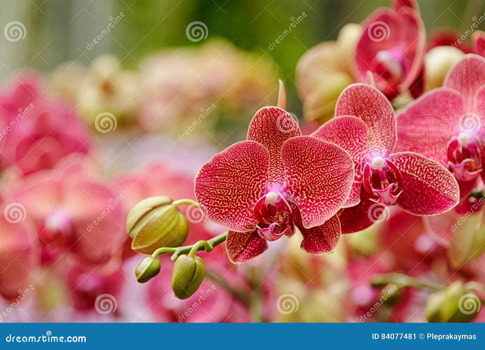 Phalaenopsis, Belle Fleur Rouge De Fleurs Image stock - Image du flore ...