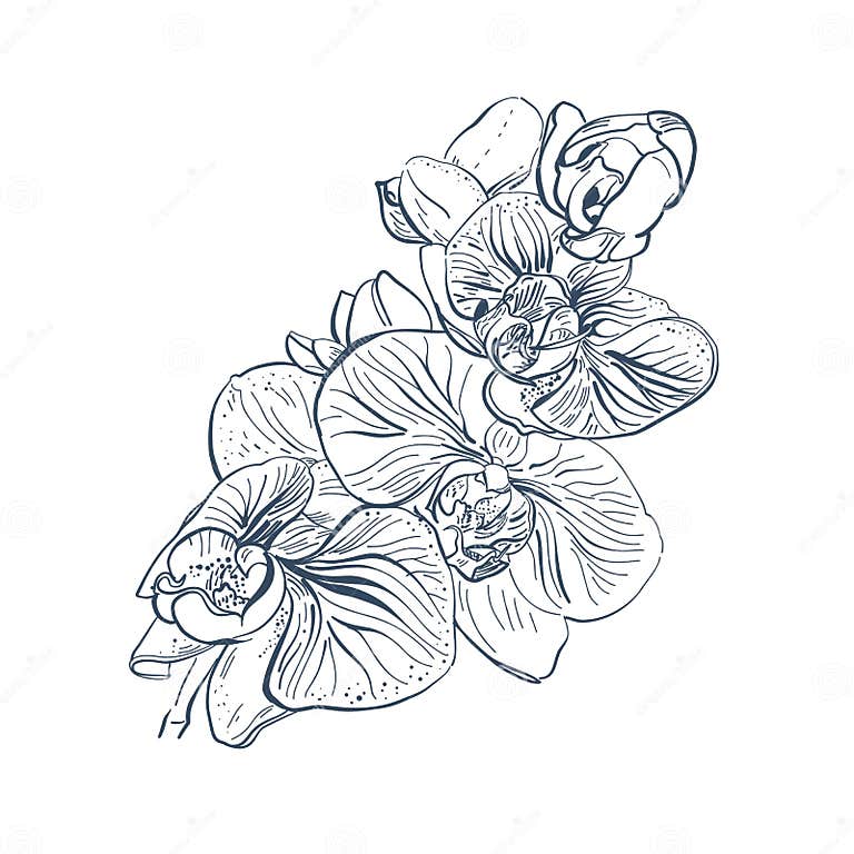 Phalaenopsis Orchid Isolated On A White Background Stock Vector