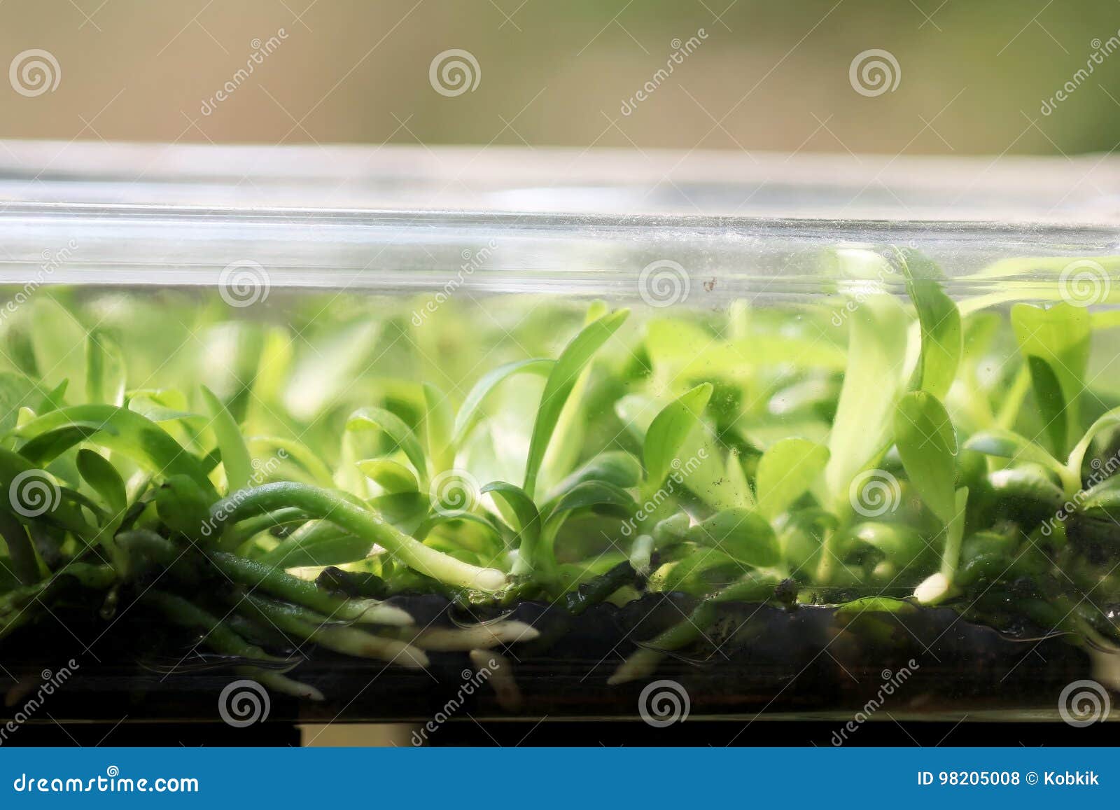 Phalaenopsis Orchids Flask. Stock Photo - Image of genetic, culture ...
