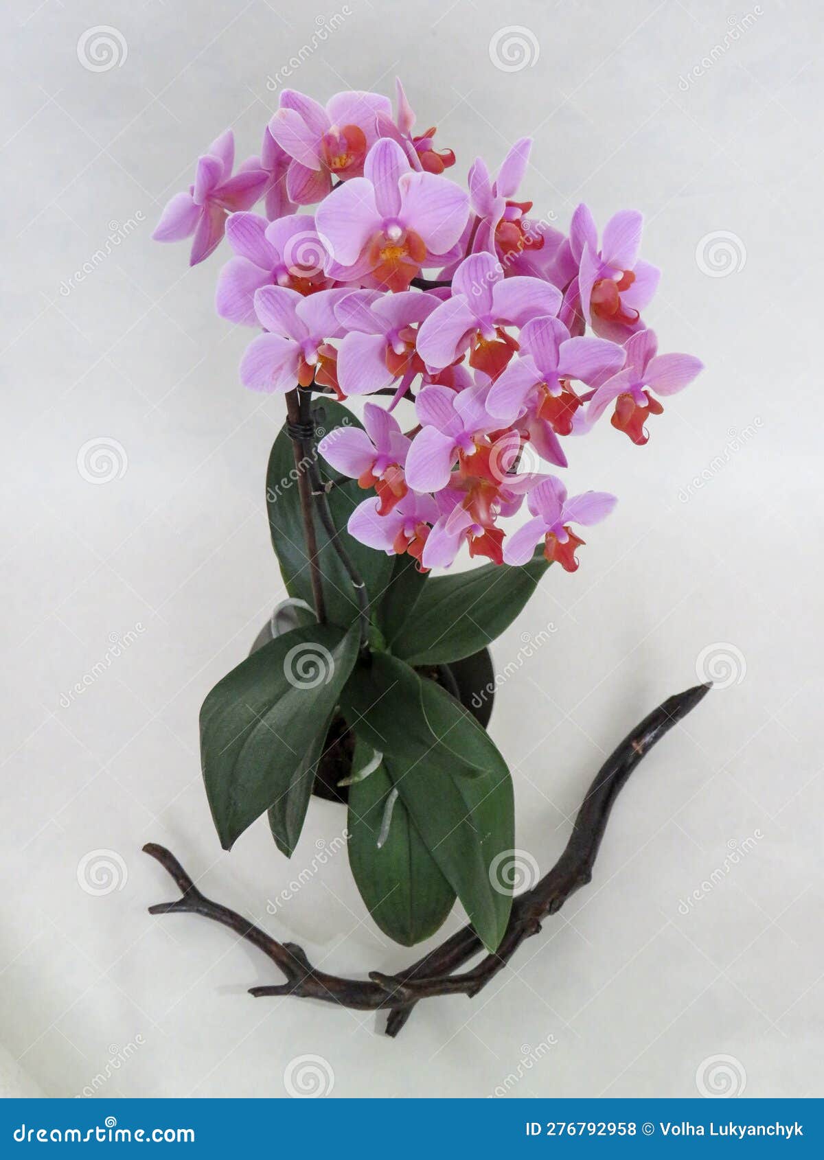 Phalaenopsis Santa Rosa in Bloom Stock Photo - Image of white, rosa ...