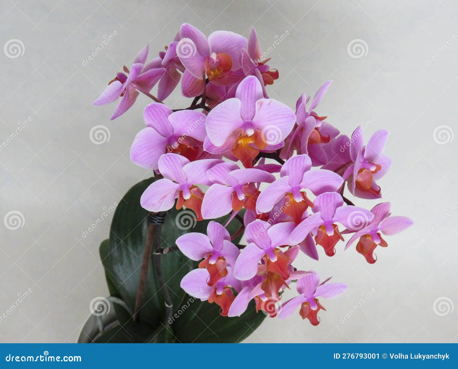 Phalaenopsis Santa Rosa in Bloom Stock Image - Image of bright, closeup ...