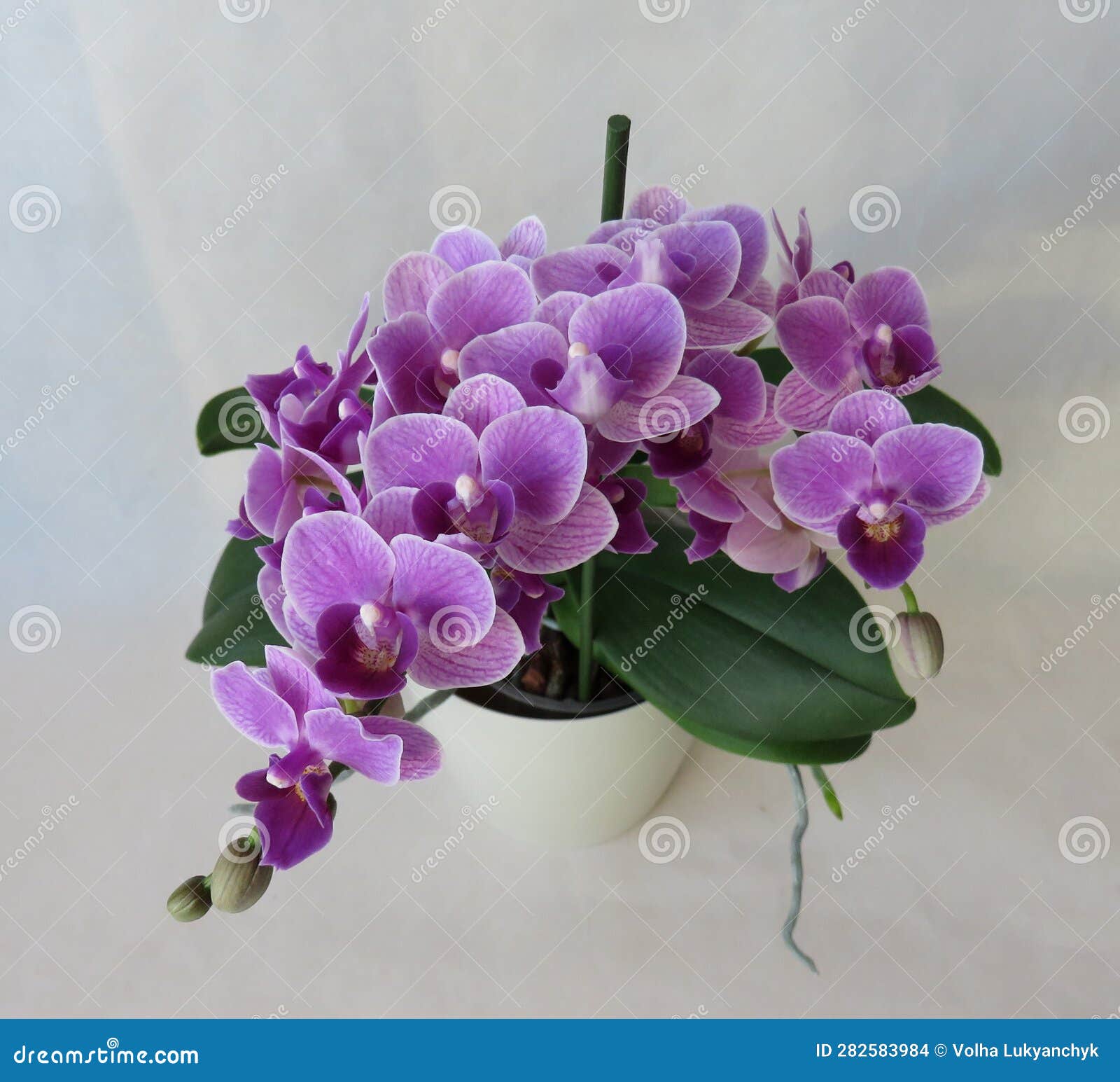 Phalaenopsis Violet Queen in Bloom Stock Photo - Image of flora, floral ...