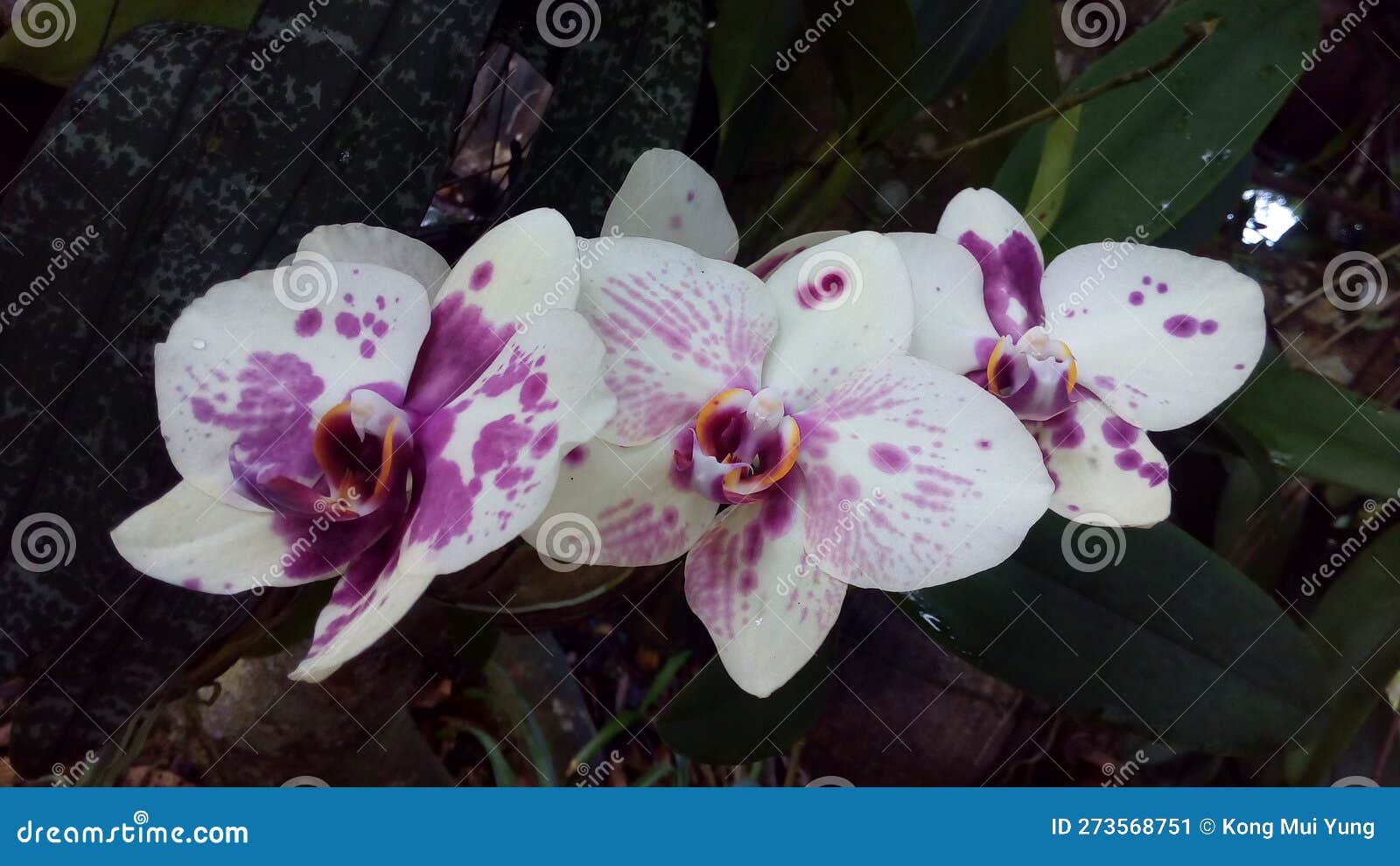 Phalaenopsis White with Spot Pea Orchid Stock Image - Image of blossom ...