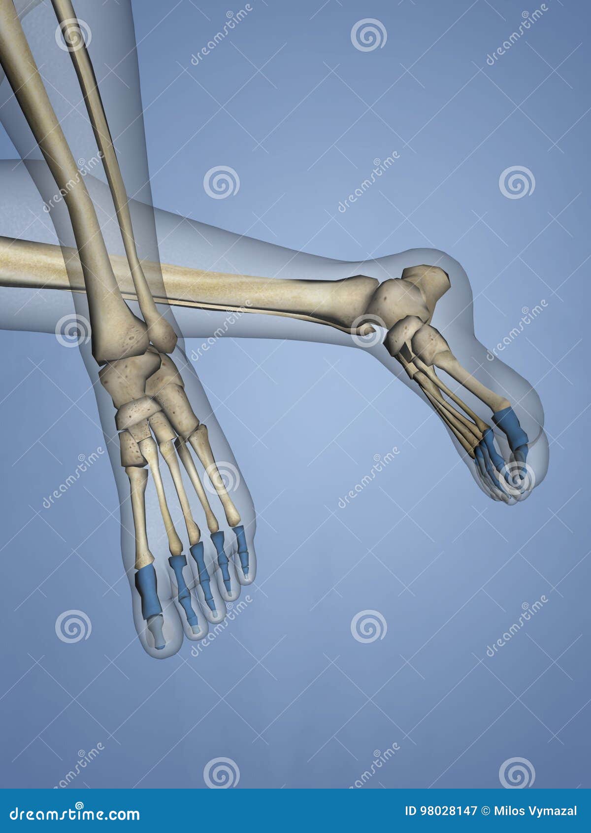 Phalanges of Foot, 3D Model Stock Illustration - Illustration of model ...
