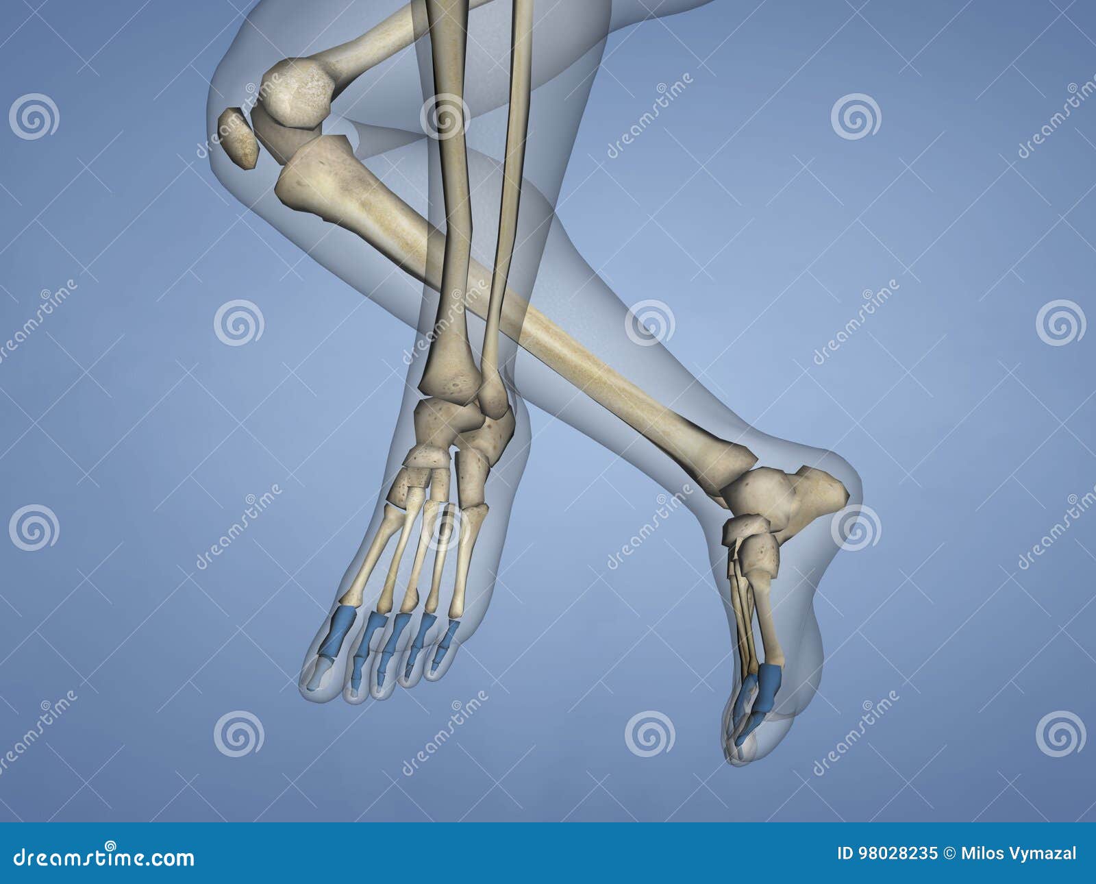 Phalanges of Foot, 3D Model Stock Illustration - Illustration of ...