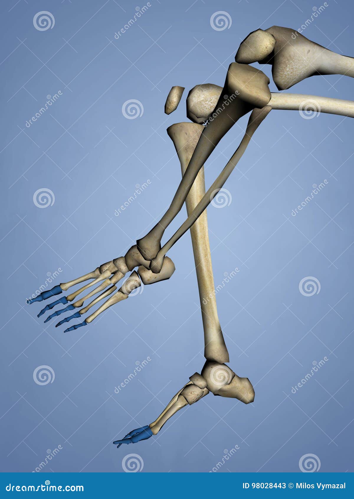 Phalanges of Foot, 3D Model Stock Illustration - Illustration of bones ...