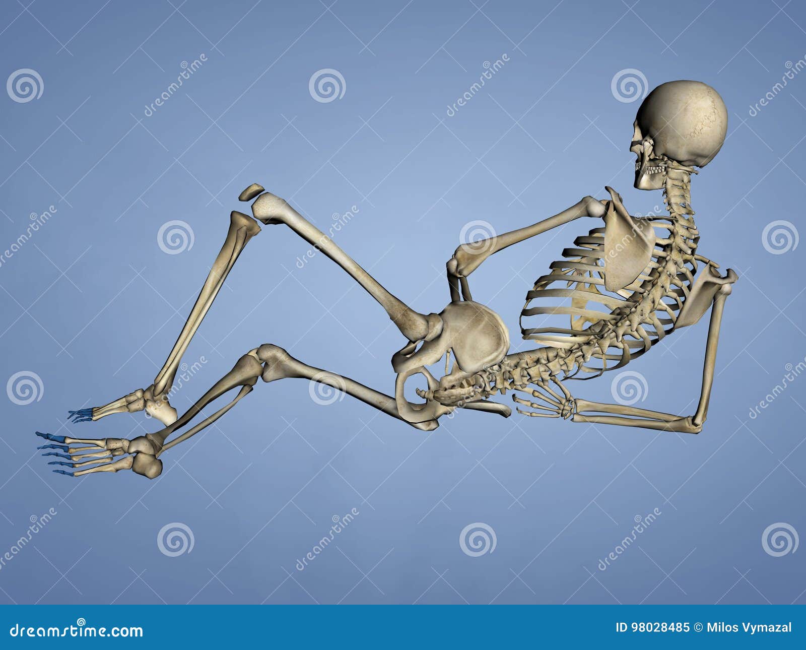 Phalanges of Foot, 3D Model Stock Illustration - Illustration of foot ...